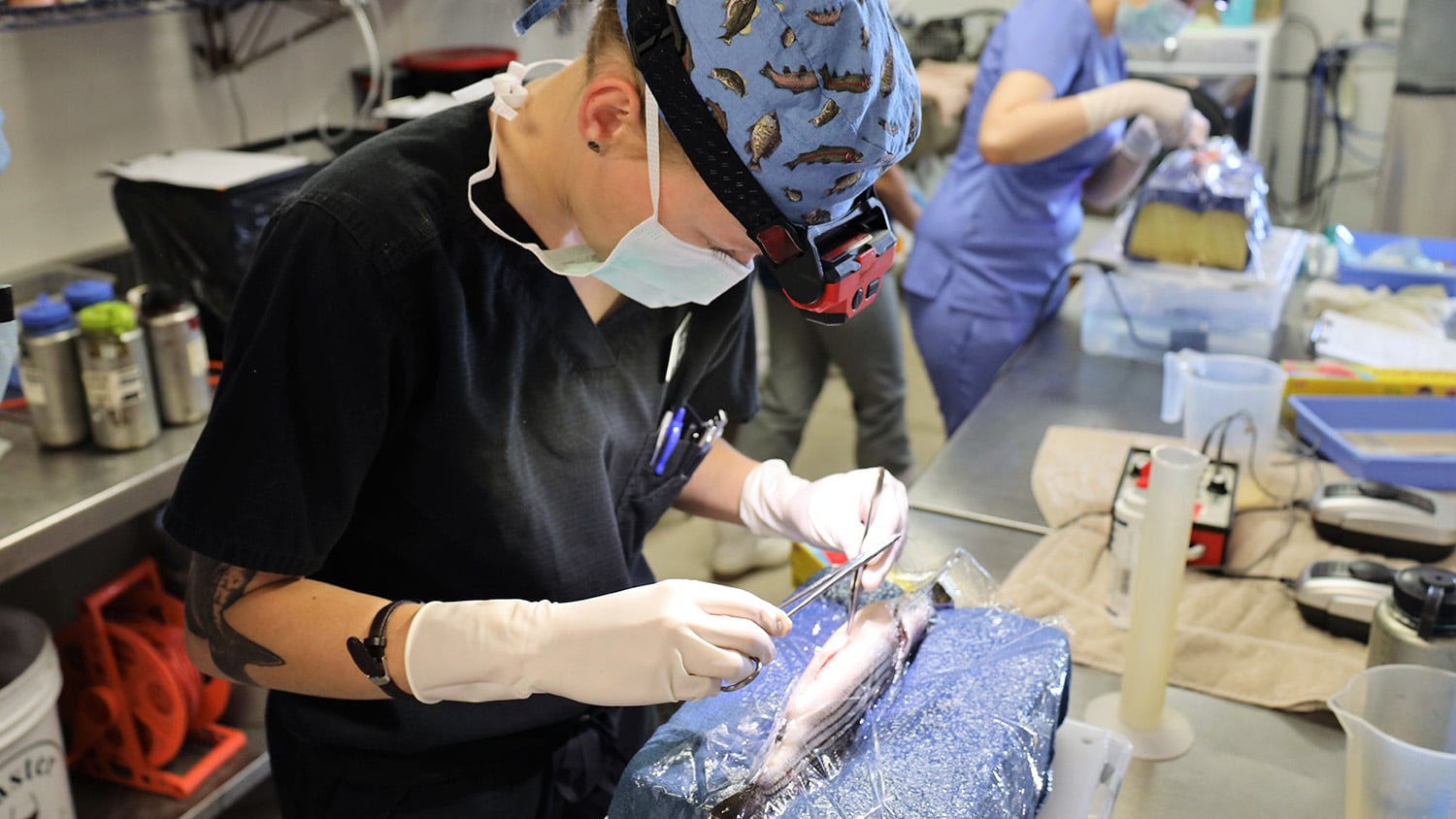 一所鱼学校| NC State News